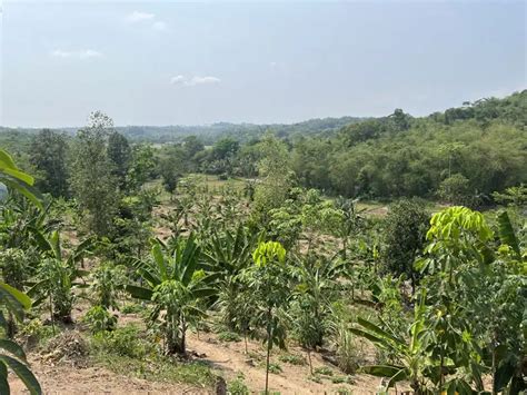 Sustainability In Action Eight Months Of Rubber Tree Growth With Our Fair Rubber Supplier