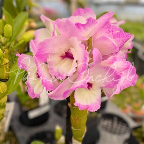Den My Sweet Wink — Palmer Orchids
