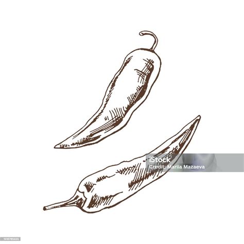 유기농 식품 고추 고추의 손으로 그린 벡터 스케치 낙서 빈티지 그림입니다 카페 및 레이블 메뉴 장식 새겨진 Immmage 건강한 식생활에 대한 스톡 벡터 아트 및 기타