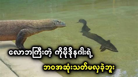 လောဘကြီးတဲ့ ကိုမိုဒိုနဂါးရဲ့ ဘဝအဆုံးသတ်မလှခဲ့ဘူး Youtube