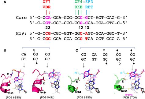 Figure From Structures Of CTCFDNA Complexes Including All Zinc Fingers Semantic Scholar