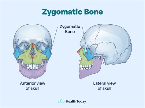 Zygomatic Bone Pain Causes And Home Remedies