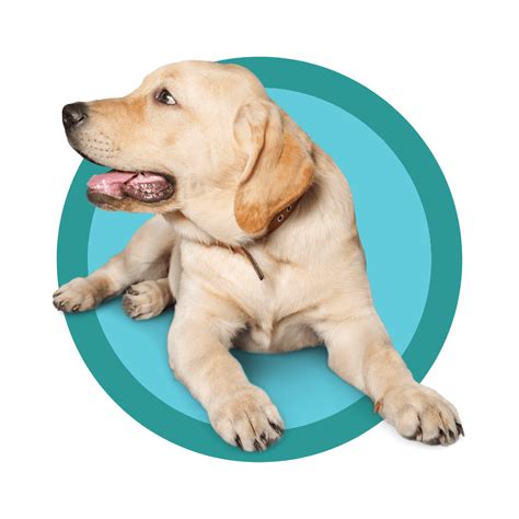 Prescription Refill Form Santa Rosa Veterinary Hospital