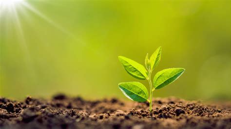 What Essential Plant Nutrients Are Needed For Plant Growth Homes