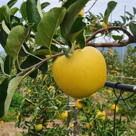 이랑농장 시나노골드 선물용 10kg 28과 사과배복숭아 사이소