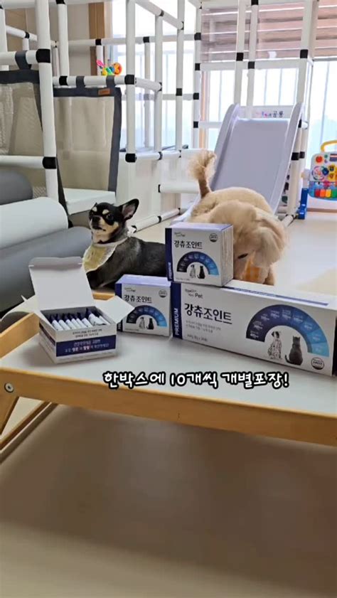 제품제공 바른뉴트리펫 강츄조인트 강아지관절영양제 우리 아이들 관절건강을 위한 관절영양제를 소개합니다🤗🤗 뼈관절
