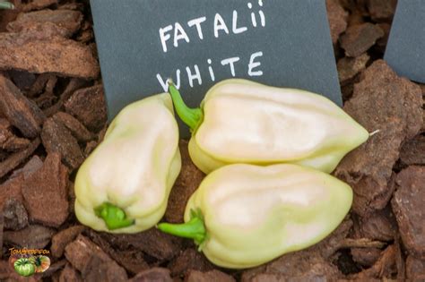 Hot Pepper Fatalii White