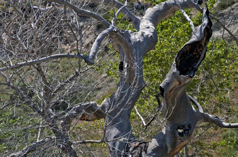 Twisted Tree Trunks Free Stock Photo Public Domain Pictures