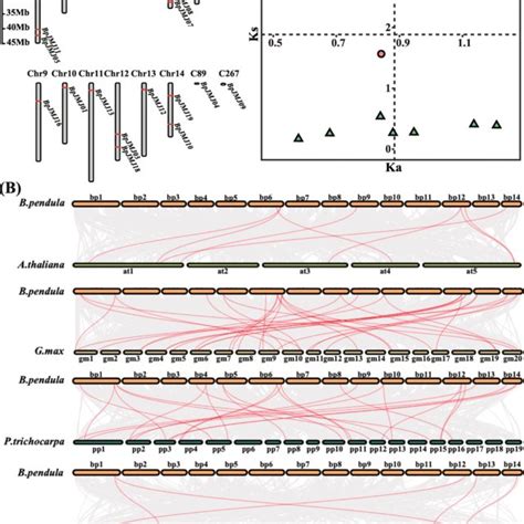 Chromosomal Localizations Gene Duplication Events And Kaks Analysis