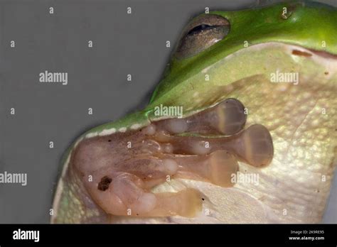 Close Up Of A Foot And Toe Pads Of A Green Tree Frog Stock Photo Alamy