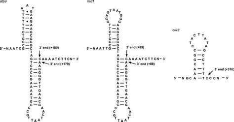 Stem Loop Structures Found Directly Upstream Of The Mapped 3′ Ends The Download Scientific