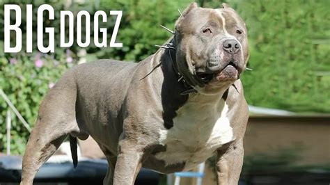 Xl Pitbulls 10 Types Of American Bully Bloodlines With Pictures