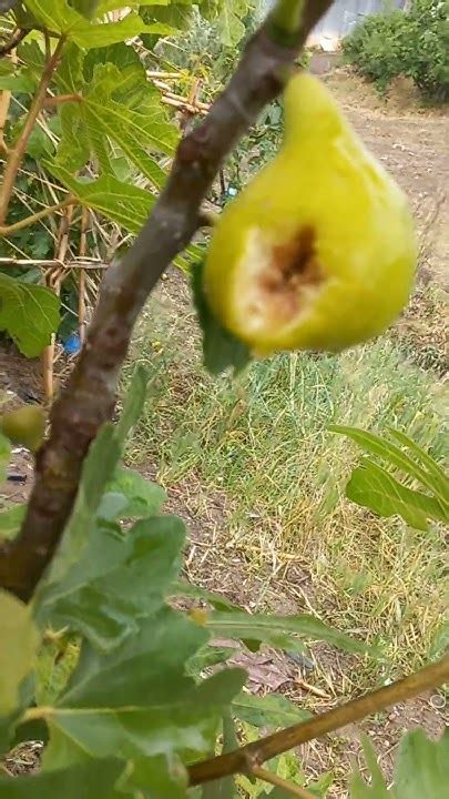 تين ابيض مطعم في تين اسود لم يتغير مذاقه الاصلي Youtube