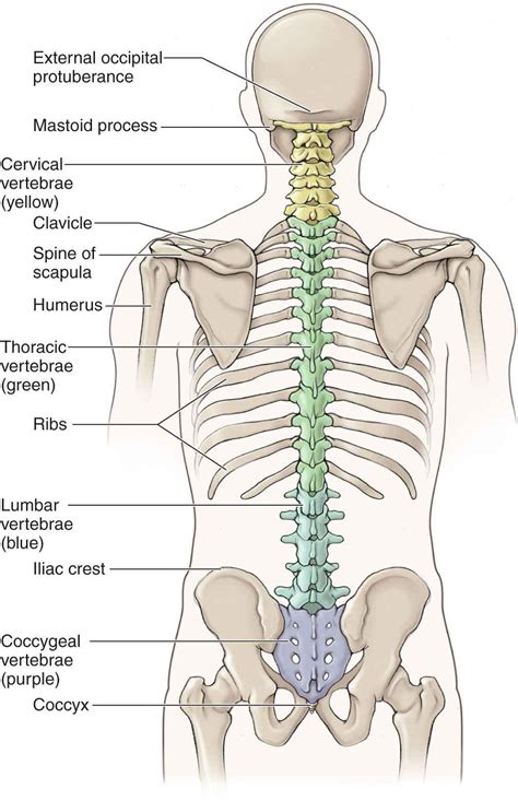 Vertebral Column The Vertebral Column Human Anatomy And Physiology