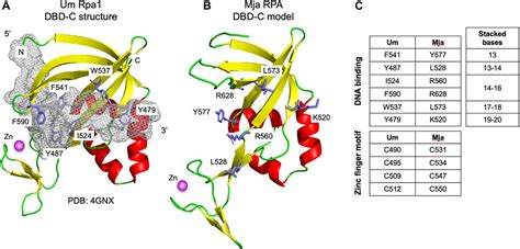Frontiers Remote Homology Detection Identifies A Eukaryotic Rpa Dbd C Like Dna Binding Domain