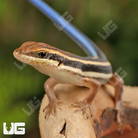 Skinks For Sale Underground Reptiles