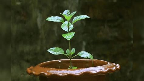 Tulsi Vastu Tips তুলসী গাছ থাকলে এই সব নিয়ম মানতেই হবে না হলেই শেষ হয়ে যাবে সংসার সব কাজে
