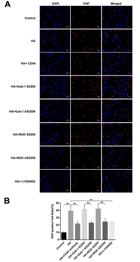 ha cd44 interaction promotes rpcs proliferation via rok gab 1 and