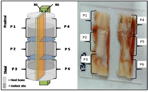sample sectioning template download scientific diagram