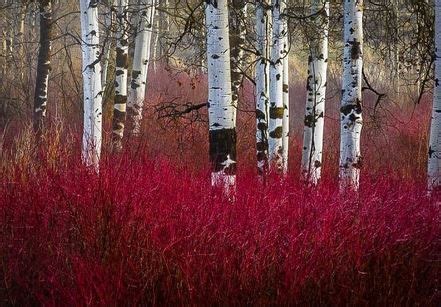 Краснотал | Birch trees garden, Garden landscape design, Birch trees ...