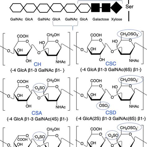 Schematic Diagram Of Innate Immunity And Adaptive Immunity Step 1
