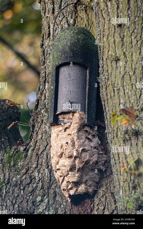 A Wasp Nest Constructed Hanging Under A Bat Box On A Tree Trunk