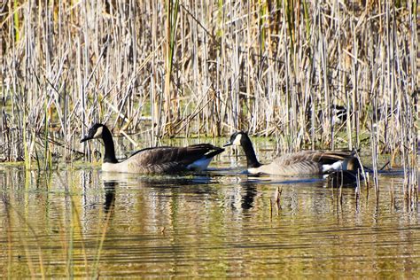 Mn Valley National Wildlife Refuge Long Meadow Lake Oct 2024 Flickr
