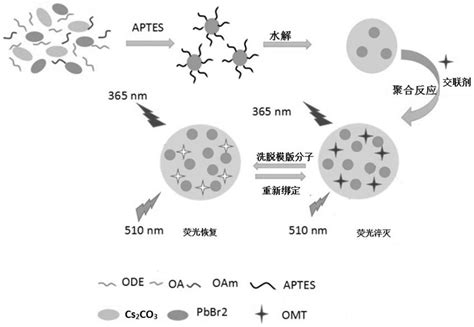 Cspbbr For Detection Of Omethoate 3 Perovskite Quantum Dot Molecularly Imprinted Fluorescent