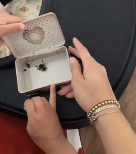 Um 🫨 A1 Found A Dead Bug And Mihehe Grabbed A Tin That They Keep All