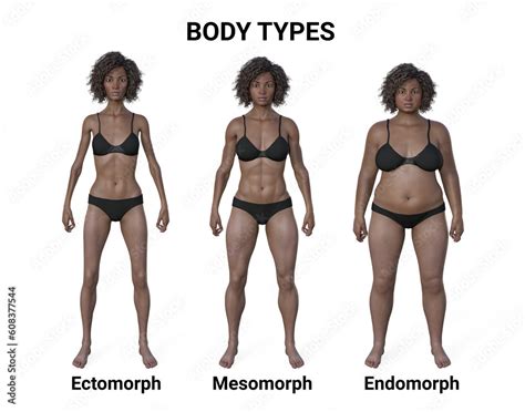 A D Illustration Of A Female Body Showcasing Three Different Body Types Ectomorph Mesomorph