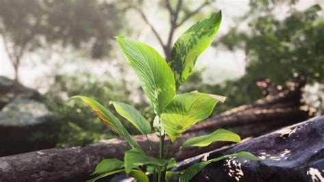 Animated Plants Stock Video Footage For Free Download