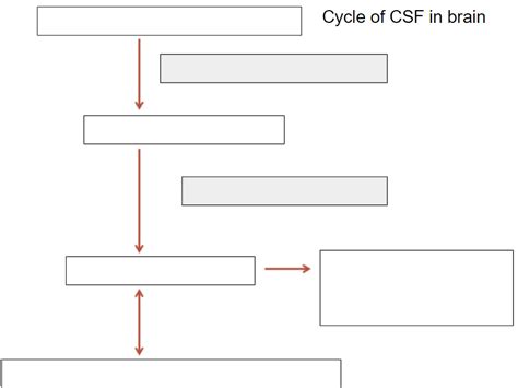 Ventricles Csf Diagram Quizlet