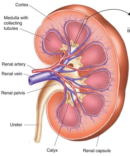 Renal Function Flashcards Quizlet