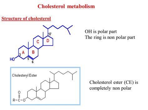Cholesterol Ester Structure