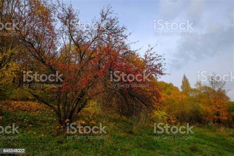 야생 Appletree 작은 빨간 사과 주위 푸른 잔디와 노란 오렌지 색된 단풍에 박 혀 0명에 대한 스톡 사진 및 기타 이미지 0명 가을 가을 단풍 Istock