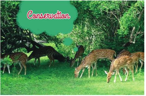 Enhancing Biodiversity Through Conservation Download Scientific Diagram