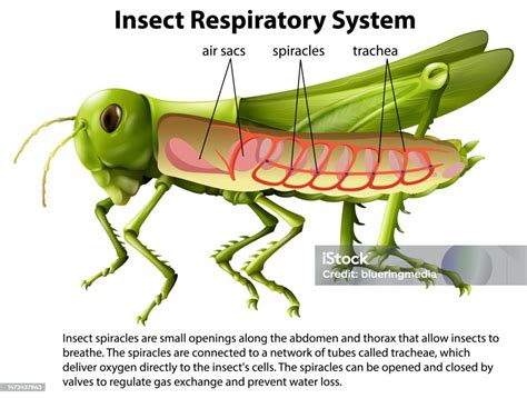 Grasshopper Respiratory System Diagram Stock Illustration Download