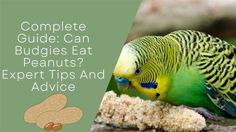 Can Budgies Eat Collard Greens At Joan Dudley Blog