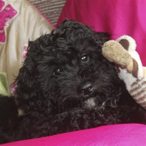 Lorton Cockapoos Youtube