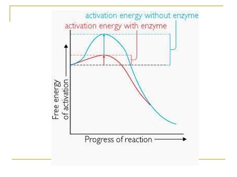 Powerpoint Presentation About Enzymesppt