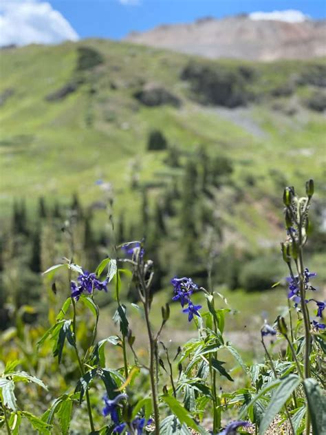Locals List Of Where To Find Colorado Wildflowers This Season