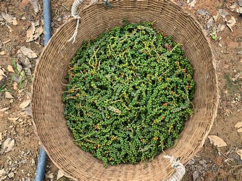 កម្ពុជា ត្រូវការពង្រឹងគុណភាពម្រេច និងភូតគាមអនាម័យ ដើម្បីនាំចេញទៅទីផ្សារអន្តរជាតិ Thmey Thmey 25