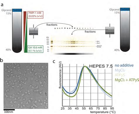 3 Optimised Sample Preparation A A Modified Graf Ix Protocol Is Used