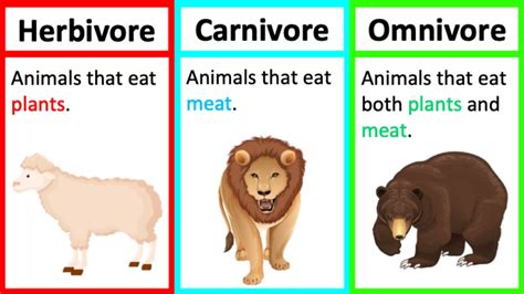 Differences Carnivores Omnivores Herbivores