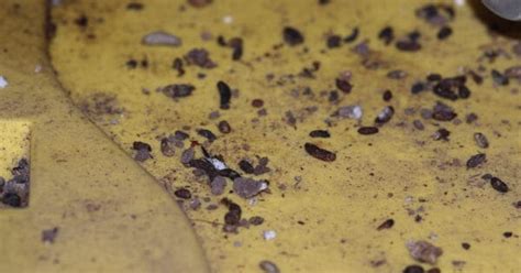 Mouse Poop Vs Bat Poop What Are 8 Key Differences A Z Animals