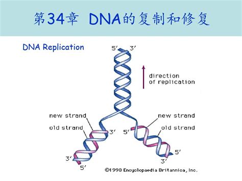 第34章 Dna的复制和修复 Word文档在线阅读与下载 无忧文档