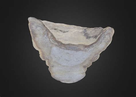 Conostichus Ornatus Trace Fossil Free 3d Model On