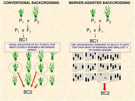 Ppt Marker Assisted Backcrossing For Submergence Tolerance Powerpoint