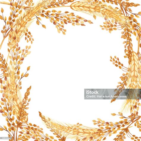 수채화 손 그린 자연 곡물 필드 제곱 테두리 프레임 황금 호밀 귀와 노란색 시리얼 가지 꽃다발 흰색 배경에 초대 및 텍스트 공간이 있는 인사말 카드 0명에 대한 스톡 벡터