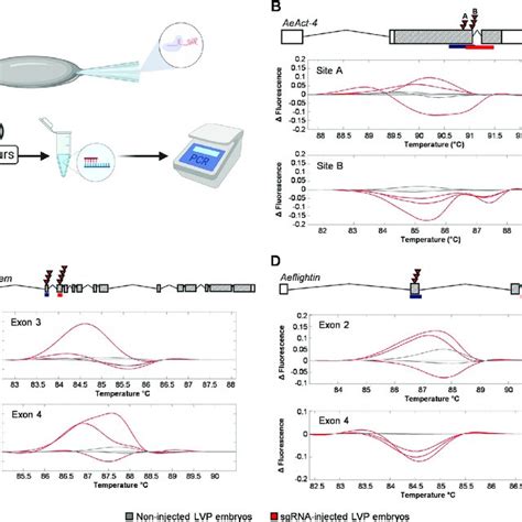 Development Of Crispr Reagents Targeting Ae Aegypti Genes Involved In